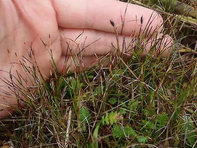 Buy Schoenoplectus pungens (Three-square Sedge) Online NZ