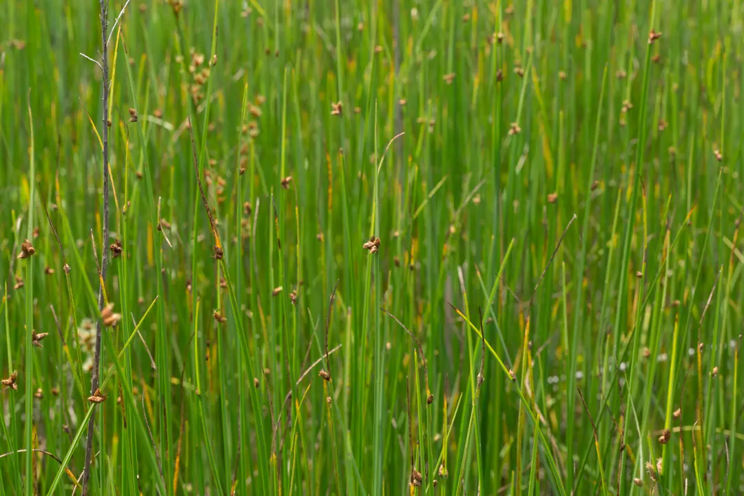 Buy Scirpus americanus Plants Online | Free Shipping NZ Wide