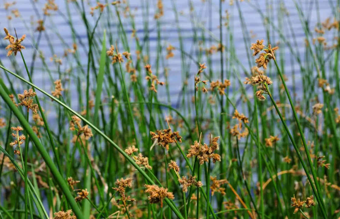 Buy Scirpus lacustris Plants Online | Free Shipping NZ Wide