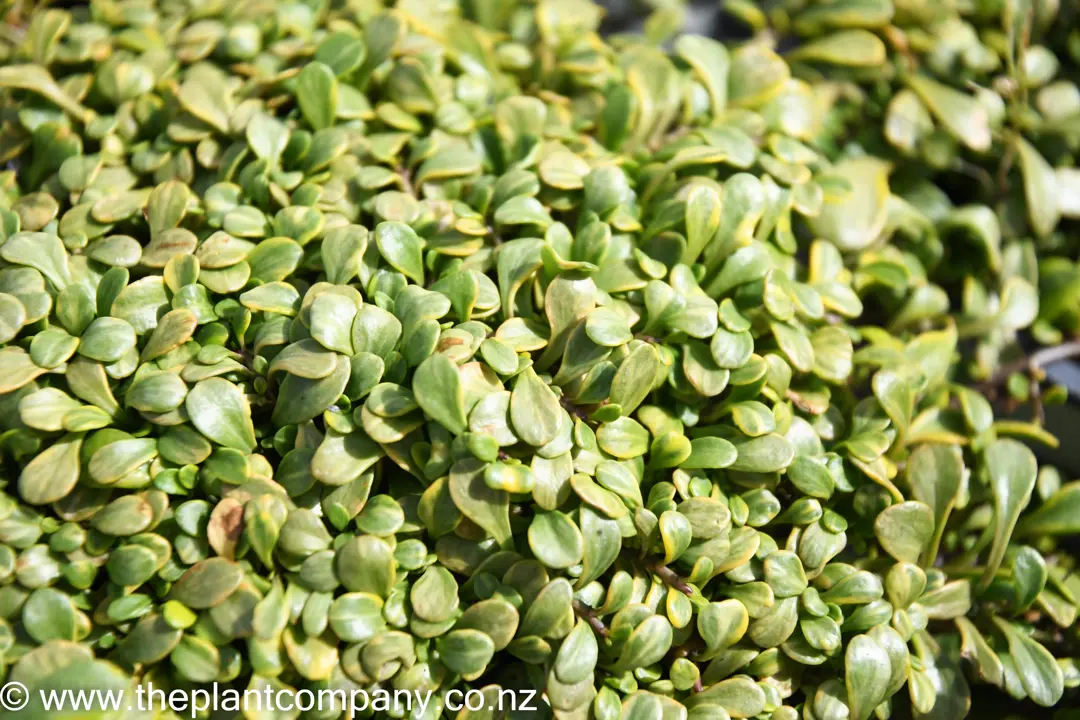 Buy Selliera Moon Drops Plants | Free Shipping Over $150