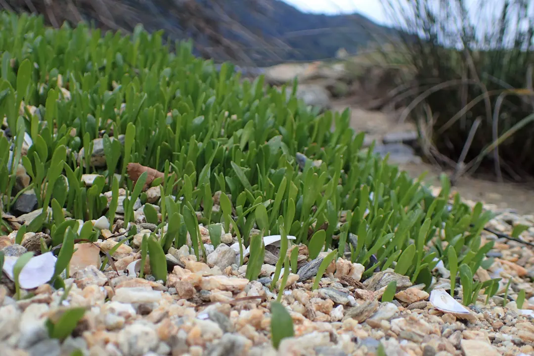 Buy Selliera radicans (Remuremu) Online | Free Shipping NZ