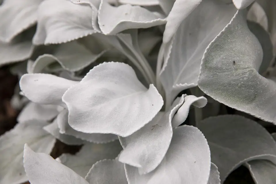 Buy Senecio 'Angel Wings' Online | Free Shipping NZ Wide