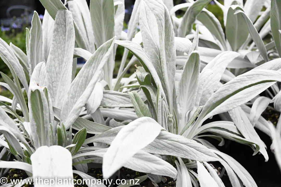 Buy Senecio 'Bella Grigio' Plants Online | Free Shipping NZ