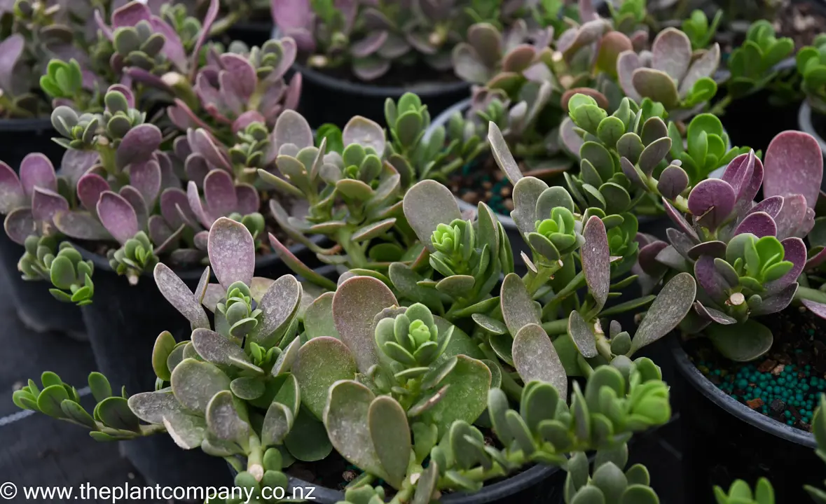Buy Senecio jacobsenii (Trailing Jade) | Free Shipping NZ
