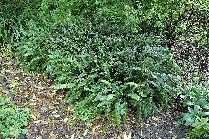 Buy Pellaea falcata Plants | Free Shipping Over $150