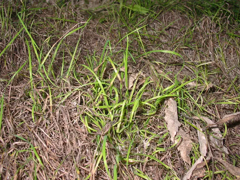 Buy Simplicia laxa Plants Online | Free Shipping NZ Wide