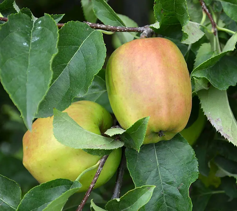 Buy Apple Sir Prize Plants | Free Shipping Over $150