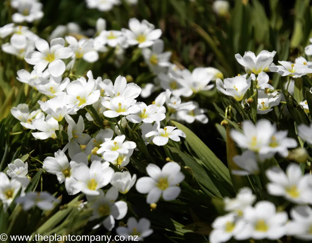 Buy Sisyrinchium 'Snow Bells' (White Sisyrinchium) Online NZ