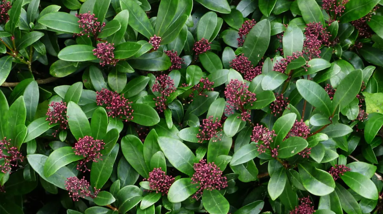 Buy Skimmia japonica Rubella Plants | Free Shipping Over $150