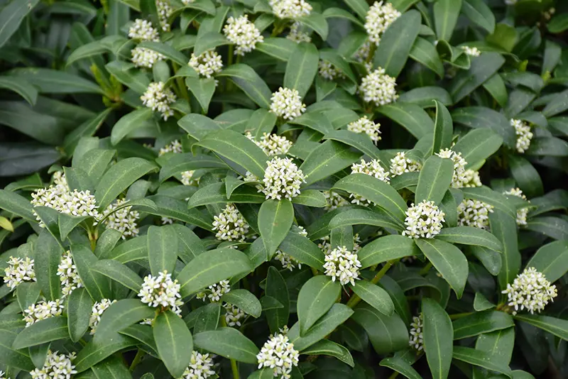 Buy Skimmia reevesiana Plants | Free Shipping Over $150