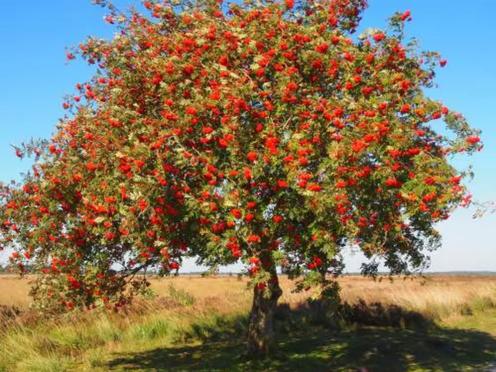 Buy Sorbus aucuparia Scarlet King Plants | Free Shipping Over $150