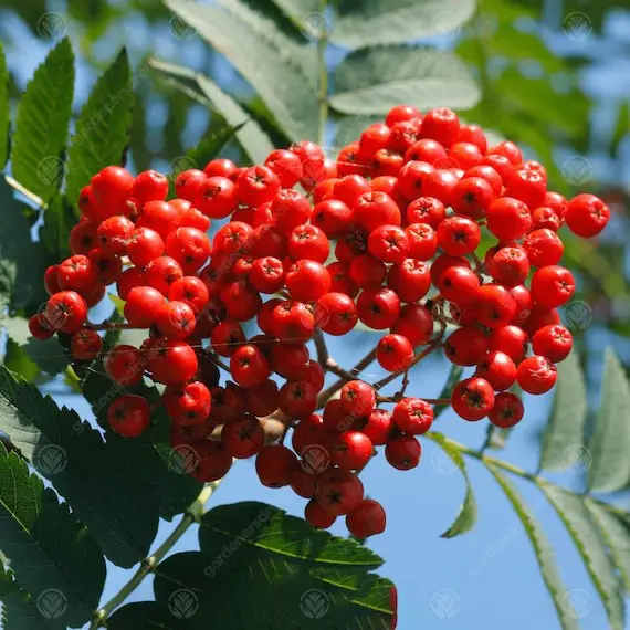 Buy Sorbus aucuparia Plants | Free Shipping Over $150