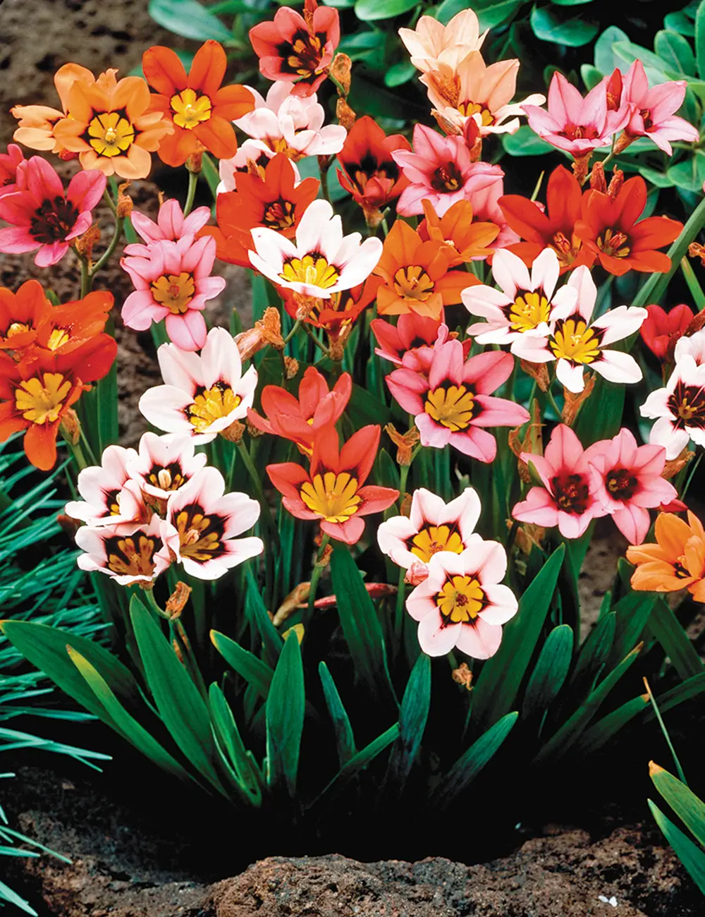 Buy Sparaxis Mixed Plants | Free Shipping Over $150