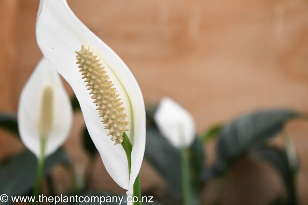 Spathiphyllum Silvana | Free Freight Option