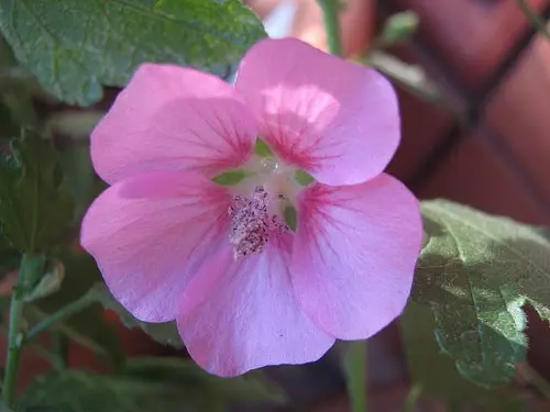 Buy Sphaeralcea Priscilla Pink Plants | Free Shipping Over $150