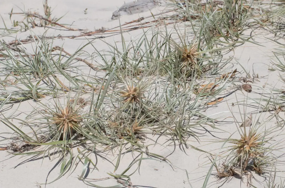Buy Spinifex sericeus (Beach Spinifex) Plants Online NZ