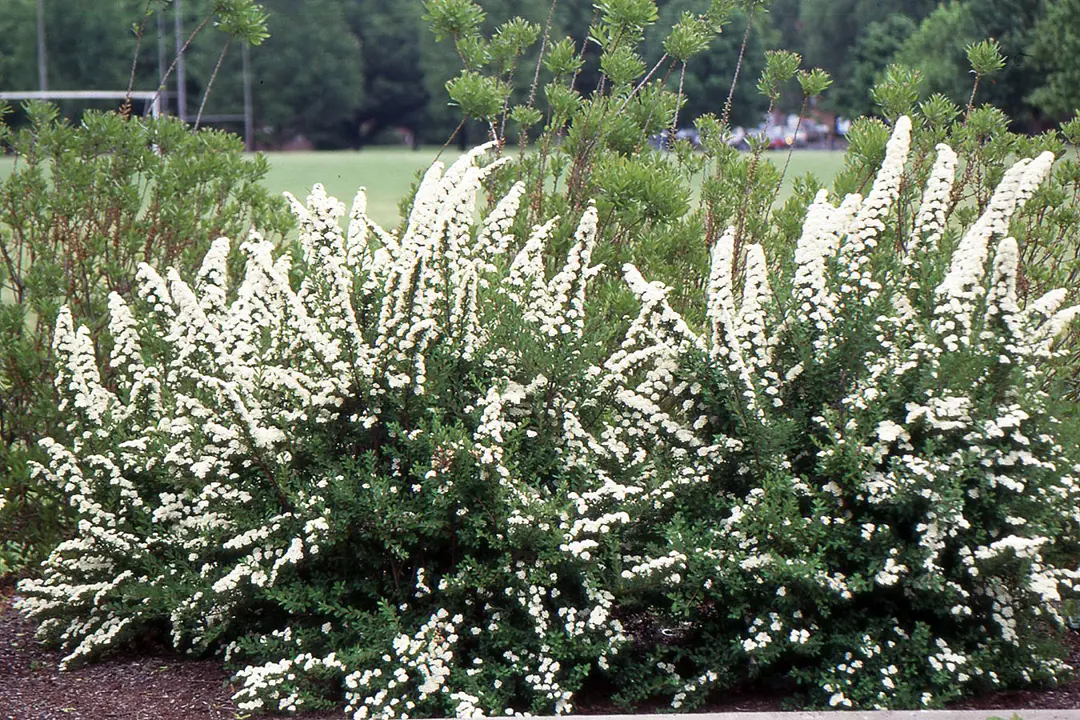 Buy Spiraea Snowmound Plants | Free Shipping Over $150