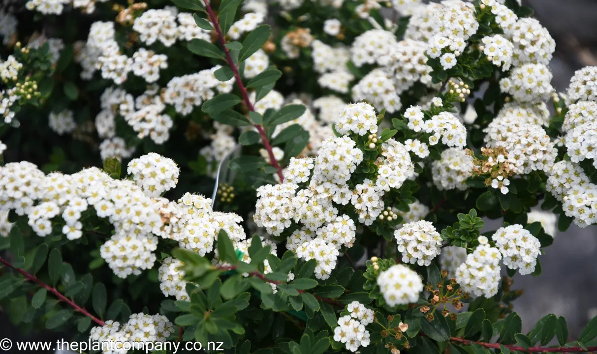 Buy Spiraea 'Snowmound' | Free Freight Over $150