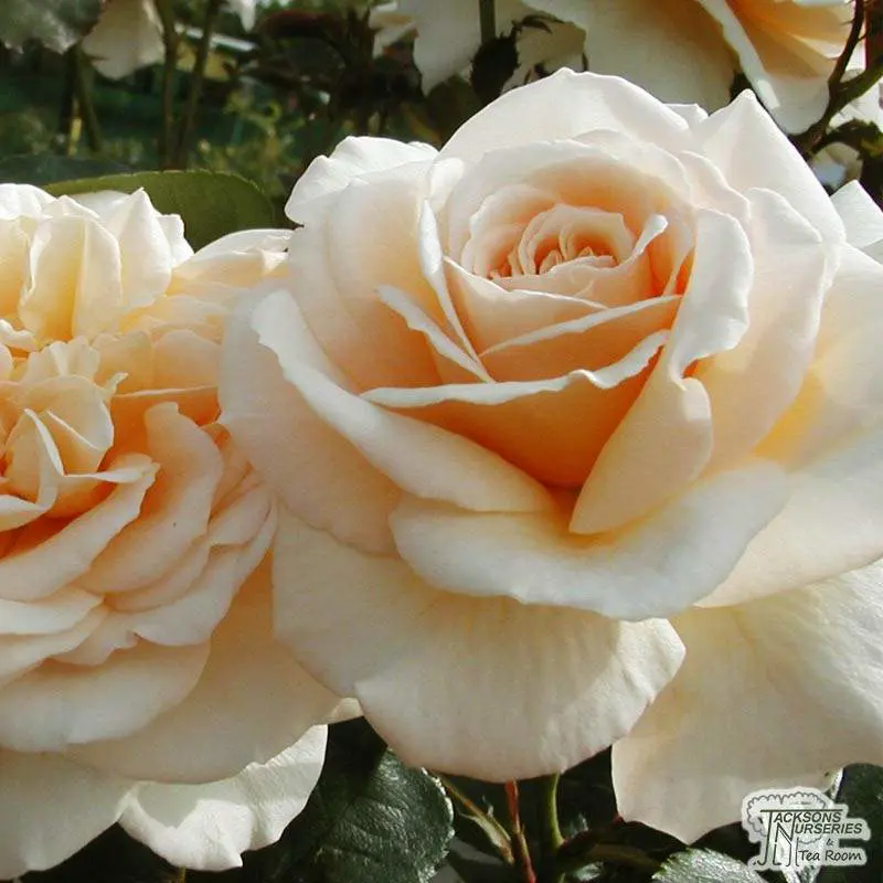 Buy Rose Champagne Moment Standard Plants | Free Shipping Over $150
