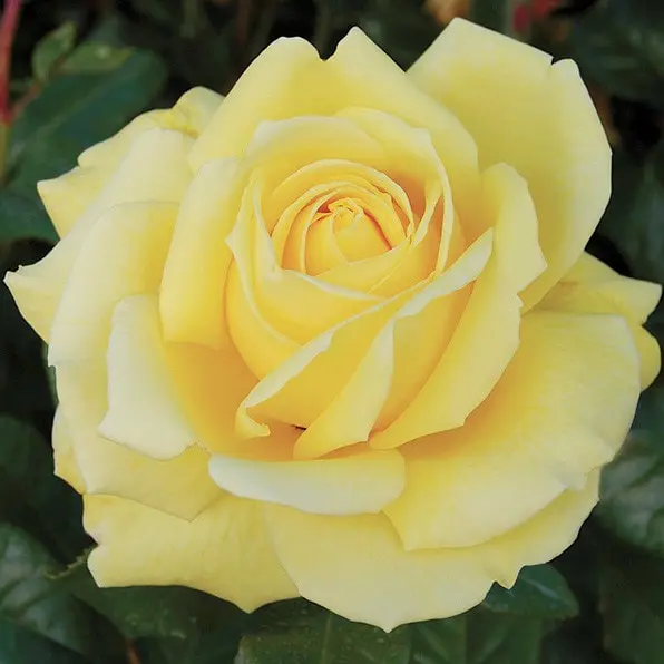 Buy Rose Diamonds Forever Standard Plants | Free Shipping Over $150