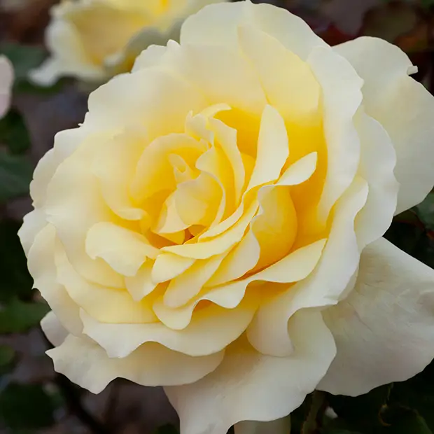 Buy Rose Elina Standard Plants | Free Shipping Over $150