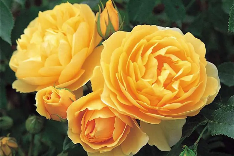 Buy Rose Graham Thomas Standard Plants | Free Shipping Over $150