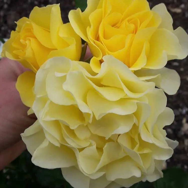 Buy Rose 'Lemon Ruffle' Standard Online | Free Shipping NZ