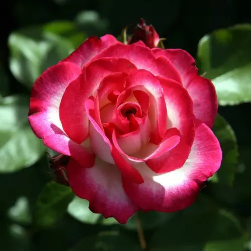 Buy Rose Raspberry Ice Standard Plants | Free Shipping Over $150