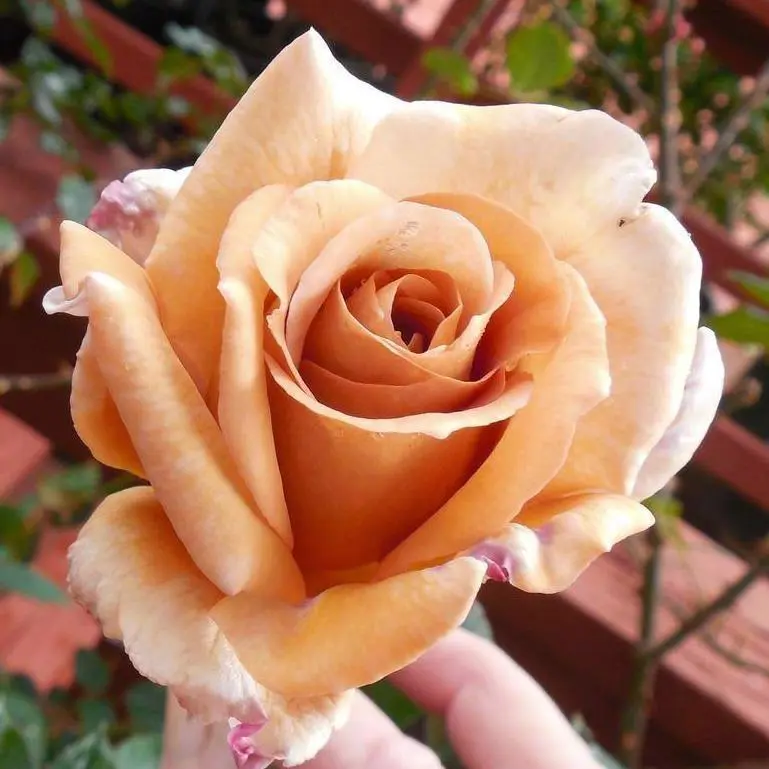 Buy Rose Spiced Coffee Standard Plants | Free Shipping Over $150