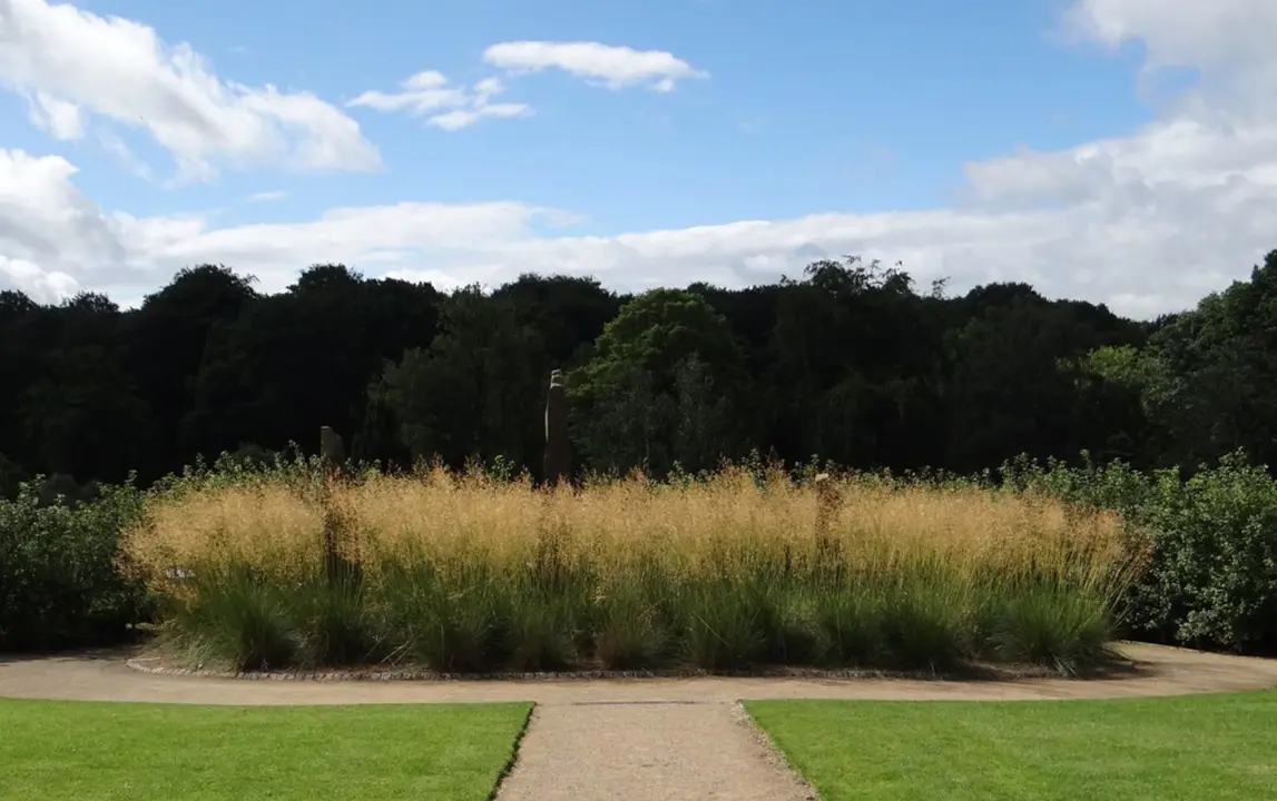 Buy Stipa gigantea (Golden Oat Grass) Online | Free Shipping NZ