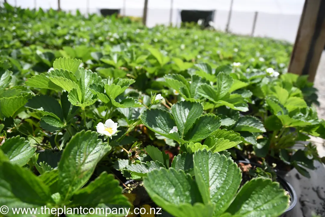 Strawberry Seedlings Nz