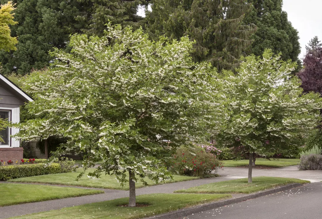Buy Styrax japonica Plants | Free Shipping Over $150