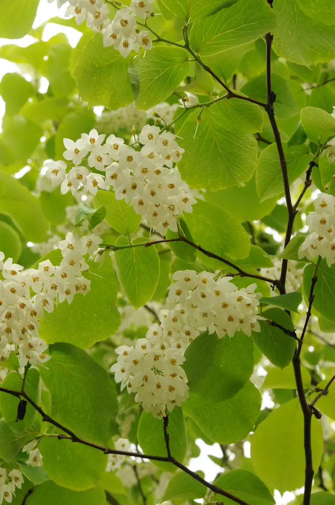 Buy Styrax obassia Plants | Free Shipping Over $150