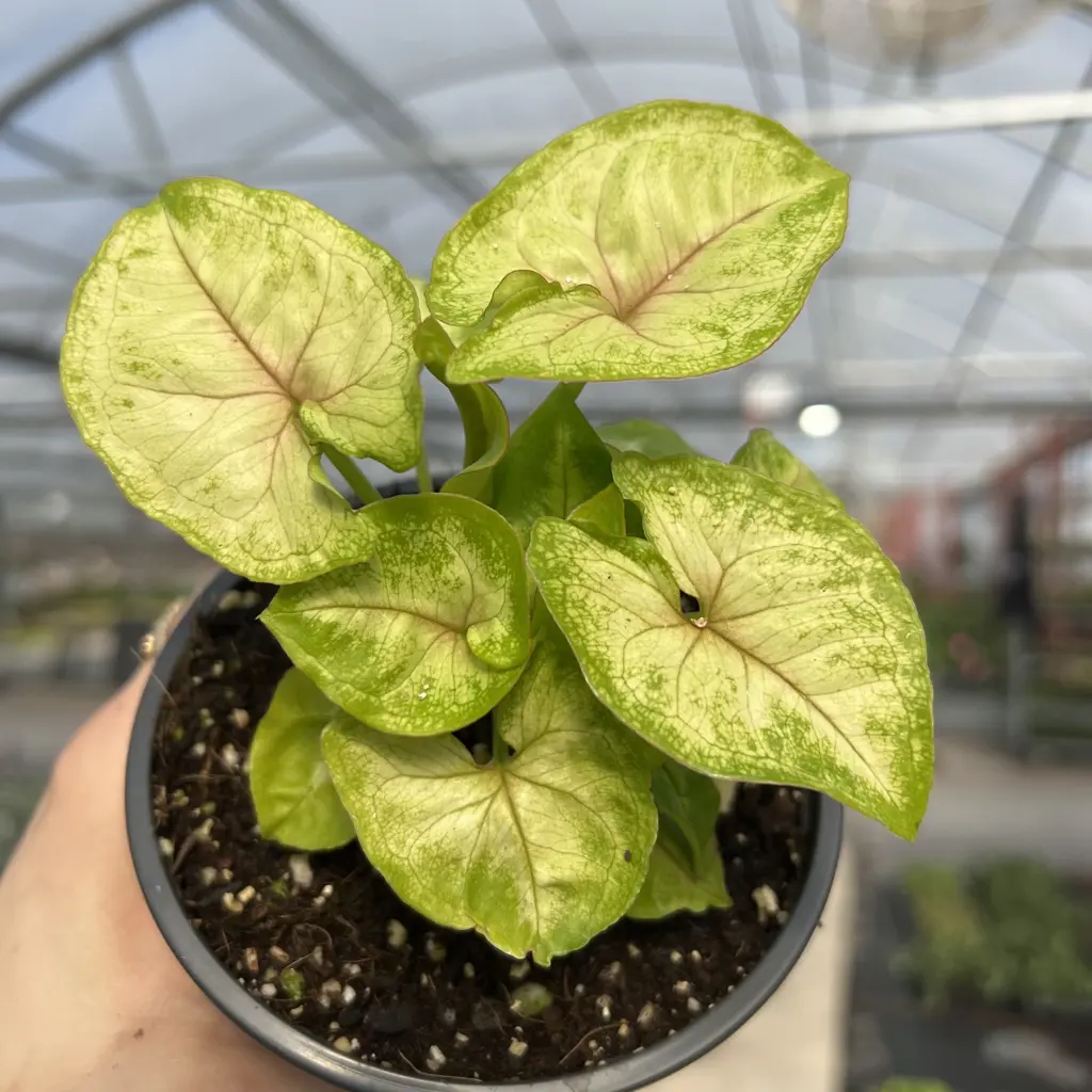 Buy Syngonium 'Golden Allusion' Online | Free Shipping NZ