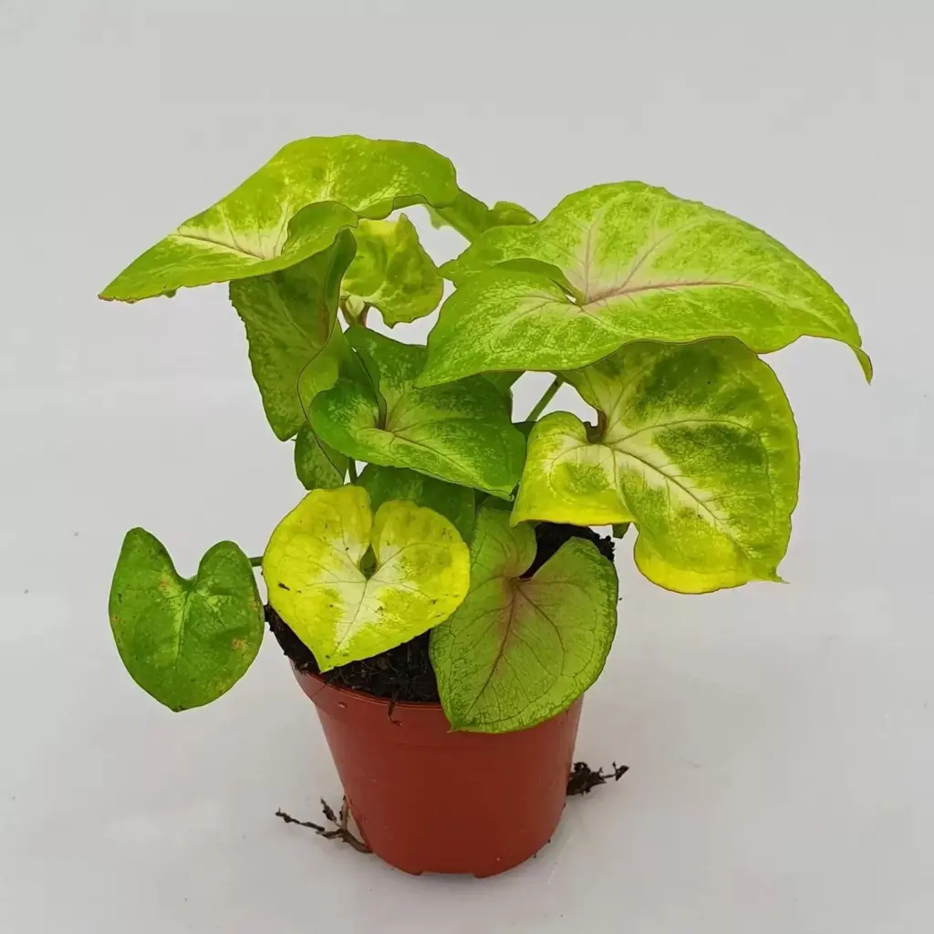 Buy Syngonium 'Lime Green' Plants Online | Free Shipping NZ