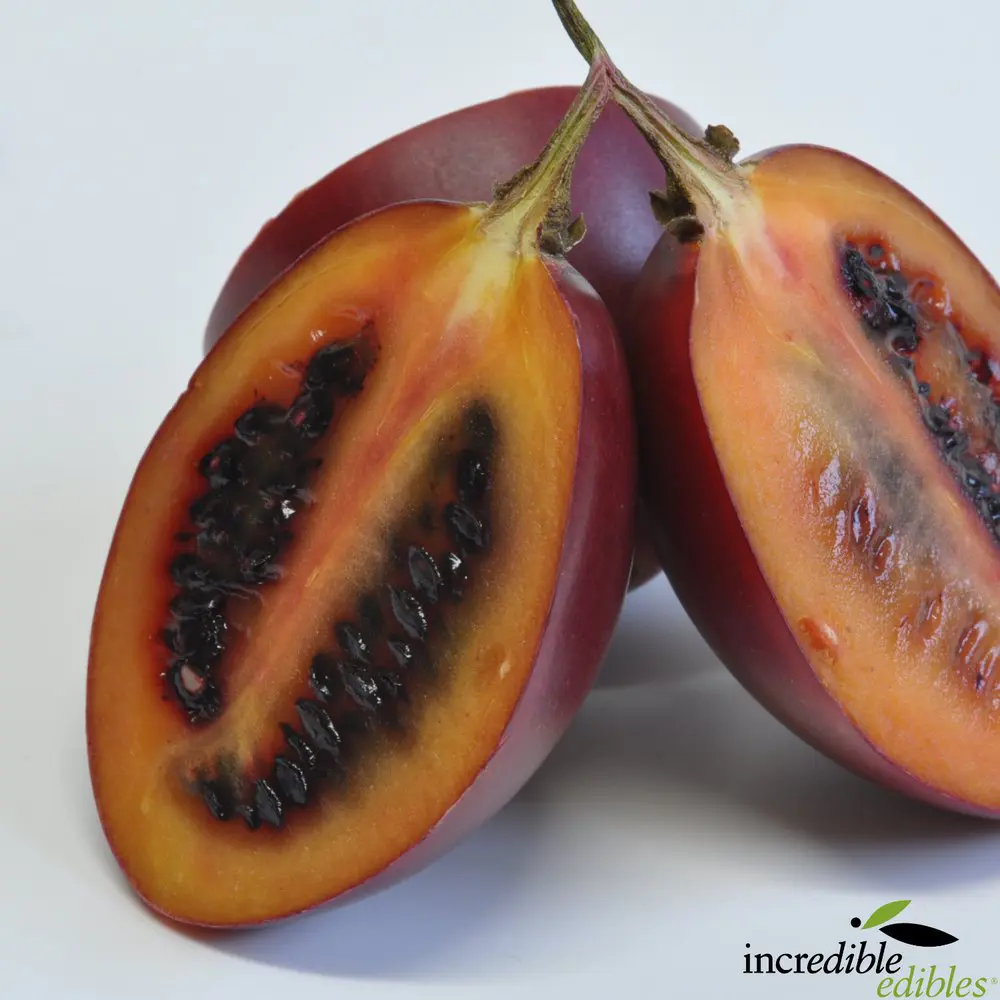 Buy Tamarillo Mulligan Plants | Free Shipping Over $150