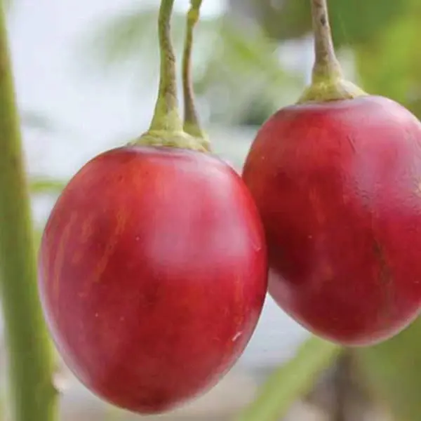 Buy Tamarillo 'Tango' Trees Online | Free Shipping NZ Wide