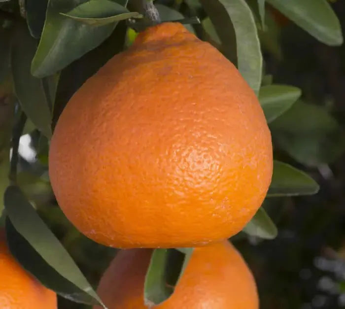Buy Tangelo 'Bay Gold' Trees Online | Free Shipping NZ Wide