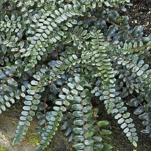 Buy Pellaea rotundifolia Plants | Free Shipping Over $150