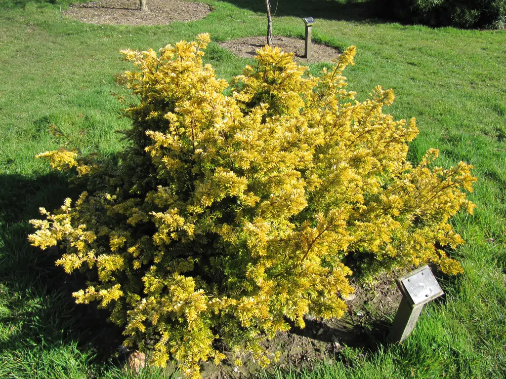 Buy Taxus baccata Semperaurea Plants | Free Shipping Over $150