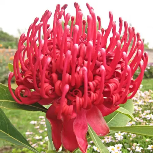 Buy Telopea 'Red Embers' Online | Free Shipping NZ Wide