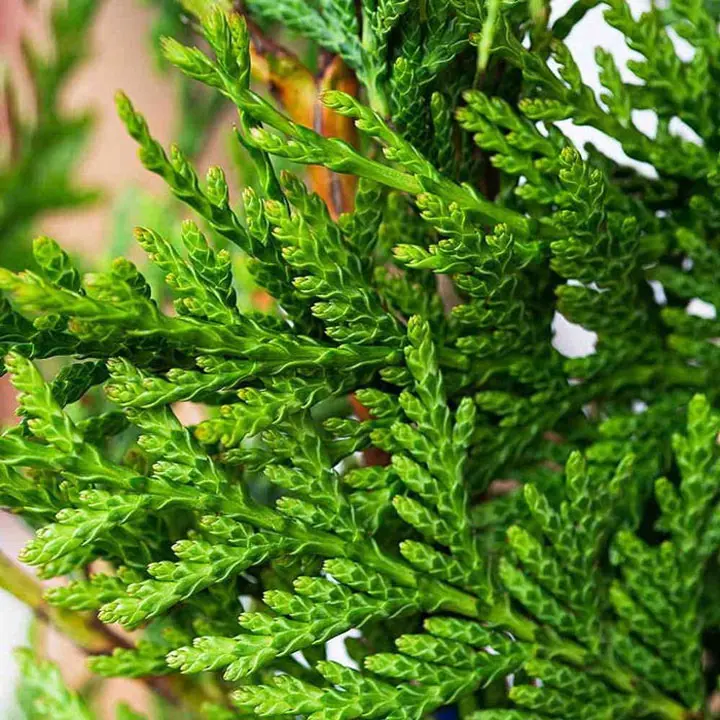 Buy Thuja plicata - Western Red Cedar | Free Freight Over $150
