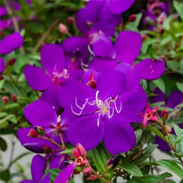 Buy Tibouchina 'Carol Lyn' Online | Free Shipping NZ Wide