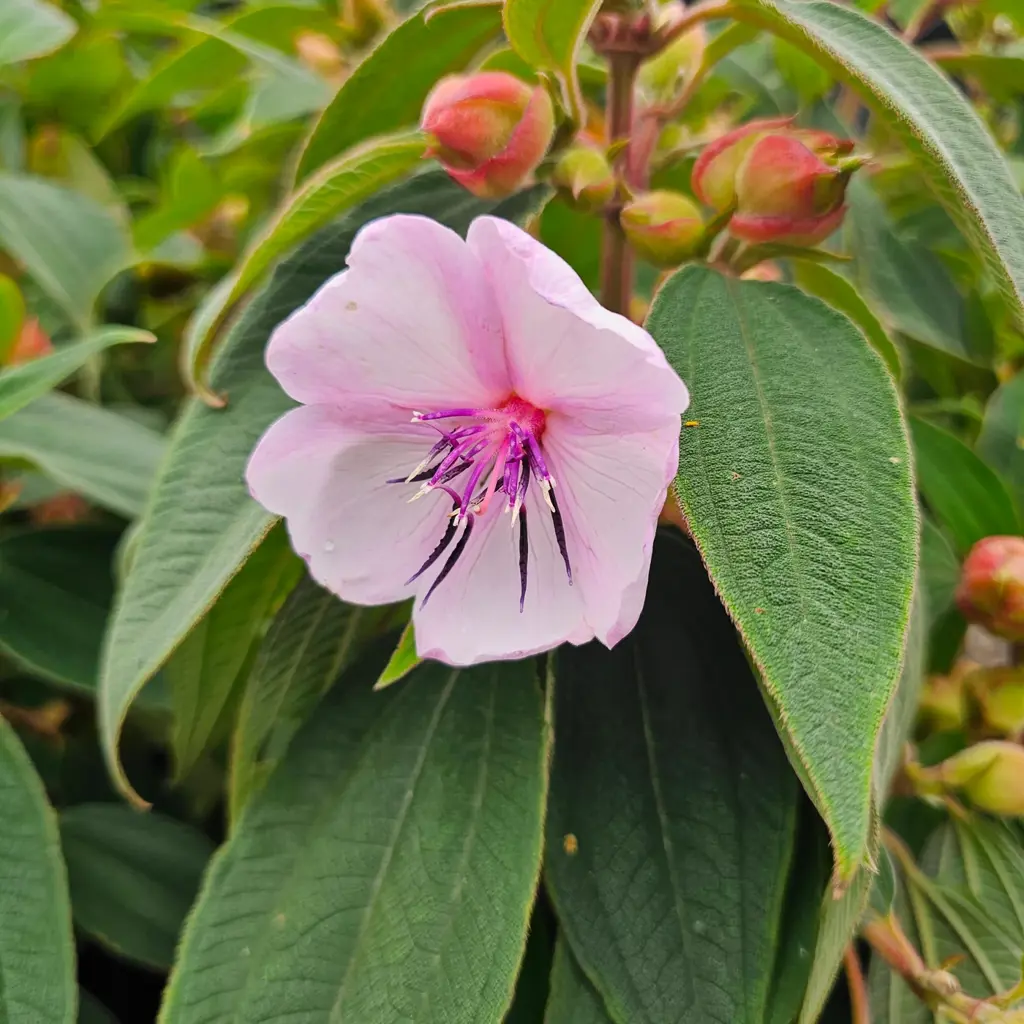 Buy Tibouchina Moonstruck Plants | Free Shipping Over $150