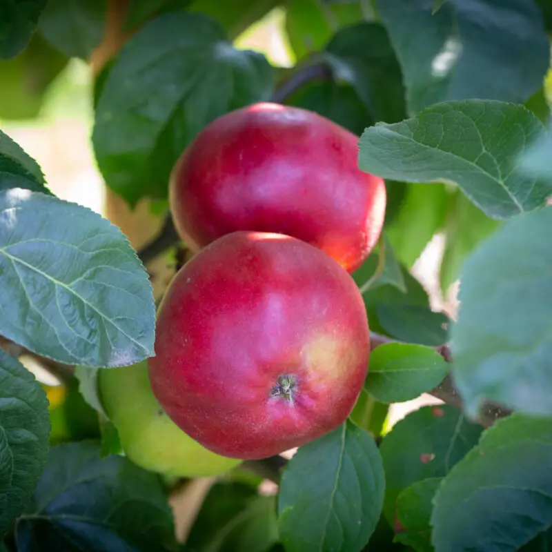 Buy Apple Tom Putt Plants | Free Shipping Over $150