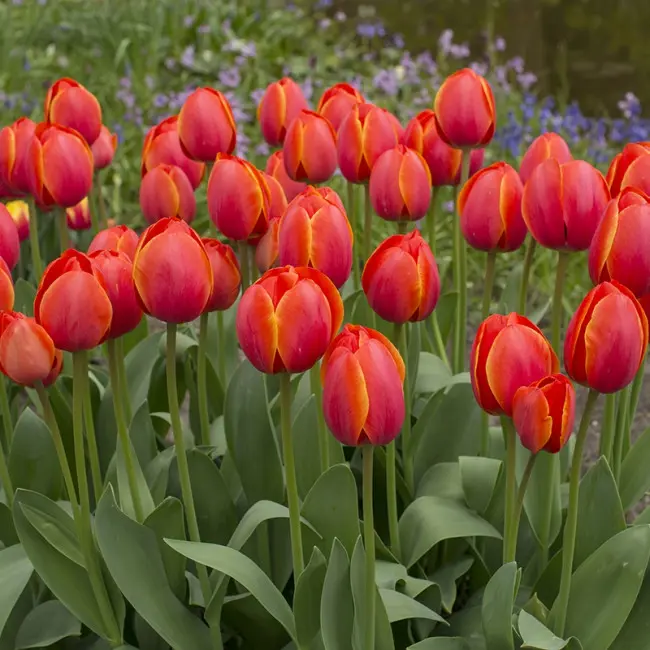 Buy Tulip Ad Rem Plants | Free Shipping Over $150