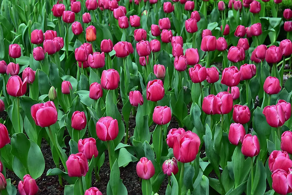 Buy Tulip Carola Plants | Free Shipping Over $150