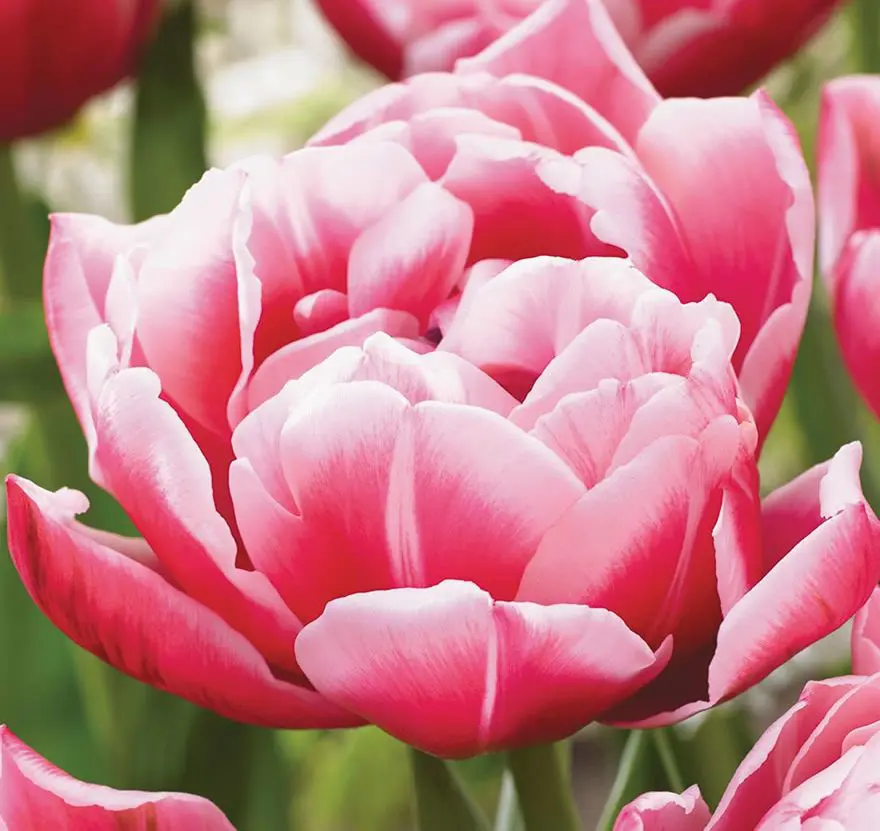 Buy Tulip Columbus Plants | Free Shipping Over $150