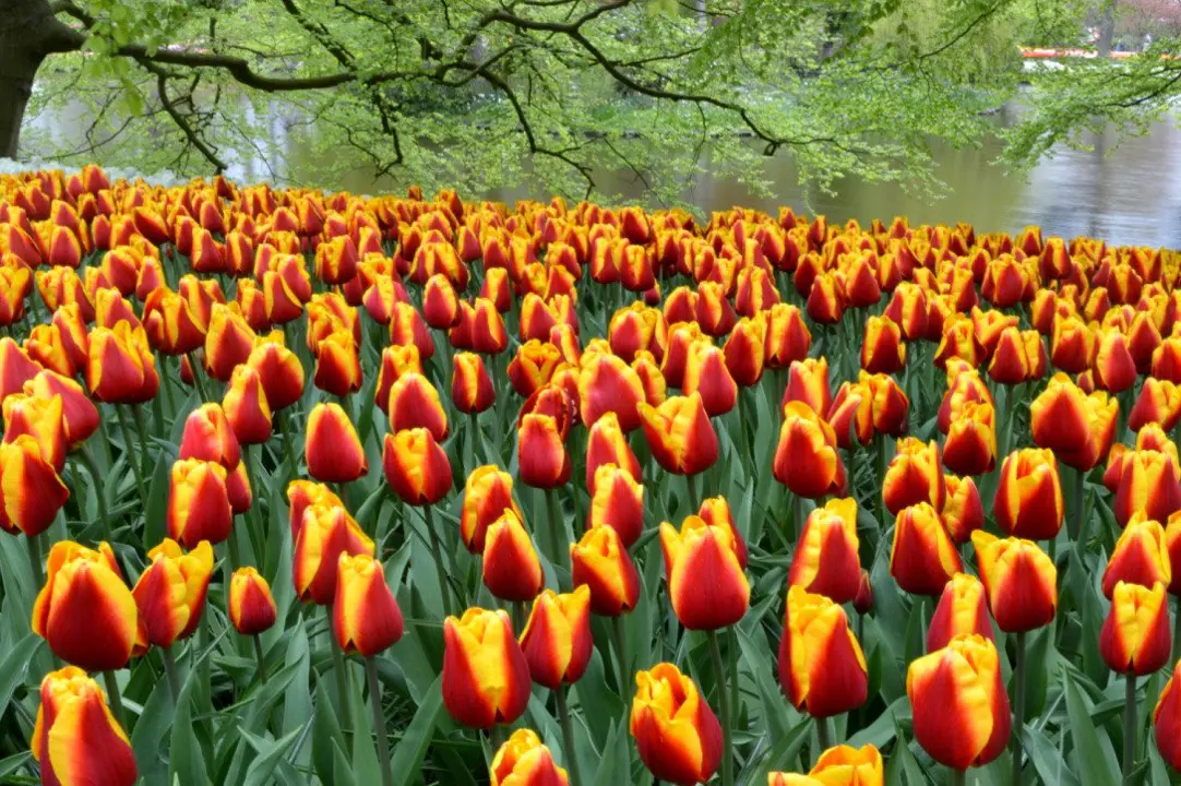 Buy Tulip Dow Jones Plants | Free Shipping Over $150