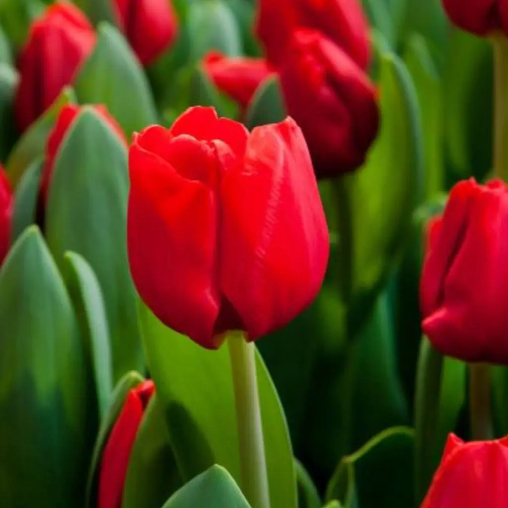 Buy Tulip Escape Plants | Free Shipping Over $150